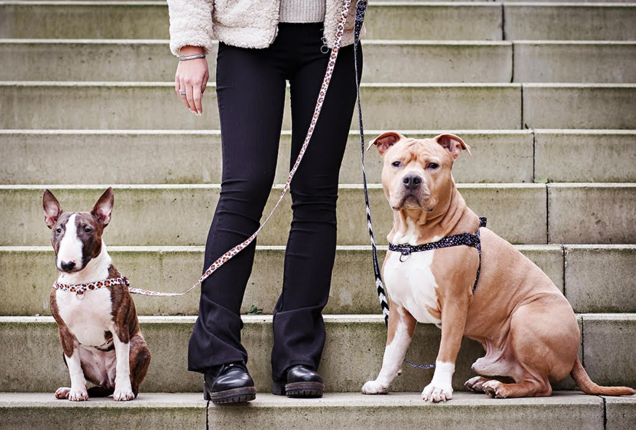 Different Types of Leashes