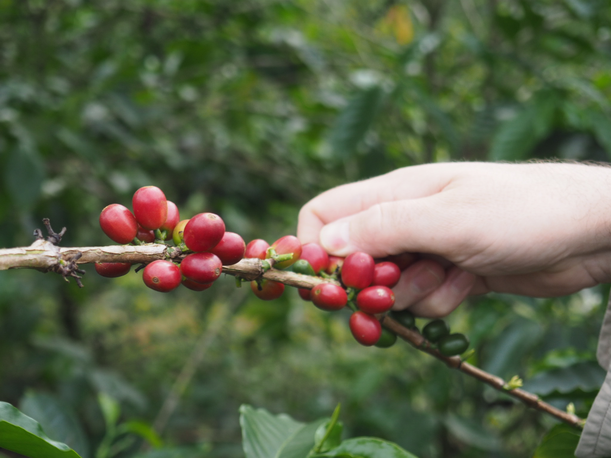 Cofinet – Hammerstone Coffee